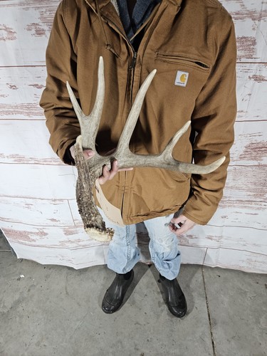 Wild Whitetail Deer Antler Shed Horn Rack Decor Craft 6 Point 66" Split ...