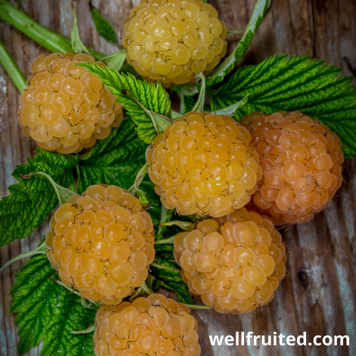 Joan J Thornless - Anne Double Gold - Glencoe Purple Fall Raspberry ...