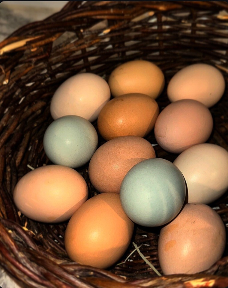 24 Mutli-Colored Barnyard Mix hatching Eggs | eBay