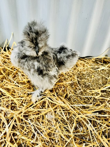 6+ Fertile Silkie Hatching Eggs Partridge, Splash, Black, Paint, White ...