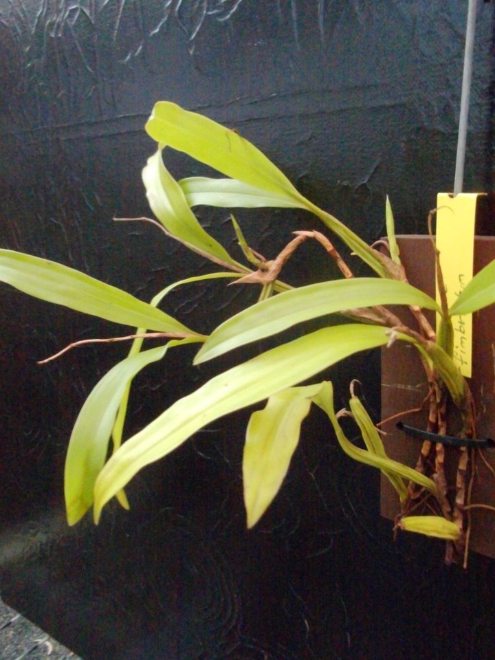 SPECIES ORCHID Coelogyne fimbriata | eBay Australia