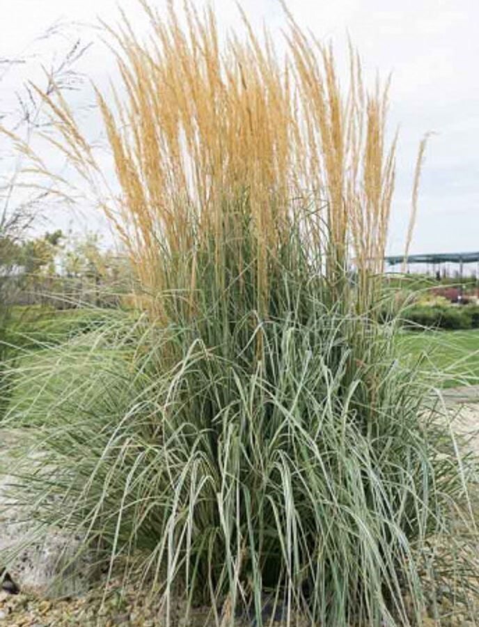 Calamagrostis Overdam