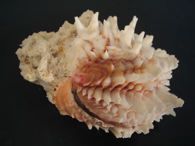 Huge/Super Frilly...CHAMA LAZARUS on Coral~100.5mm!!~Java, Indonesia ...