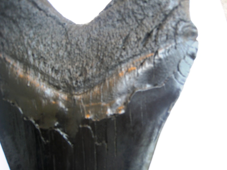 7 INCH LONG MEGALODON TOOTH REPLICA BIG FOSSIL GIANT RELIC TEETH HUGE ...