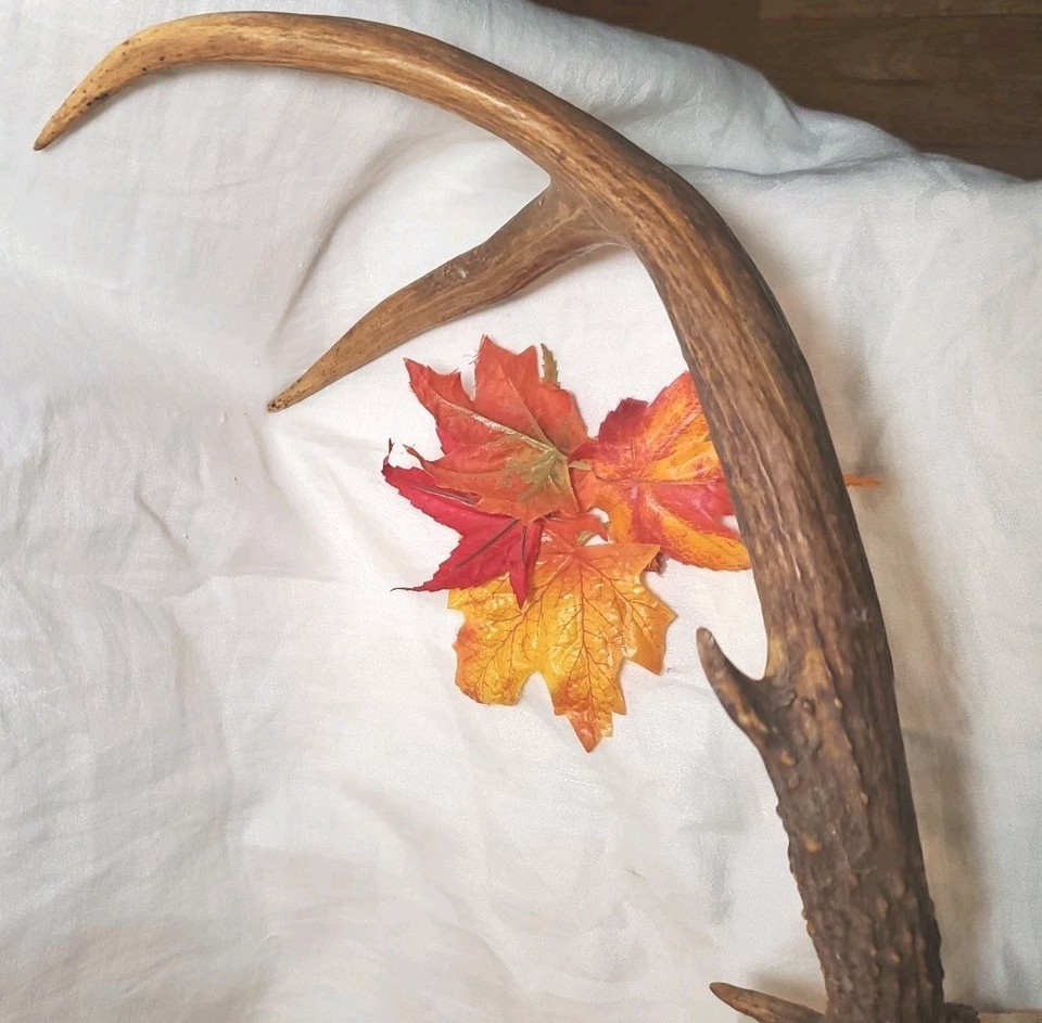 Old Buck Nice Dark 9 Point Whitetail Deer Part Skull Antlers 17 Inches ...