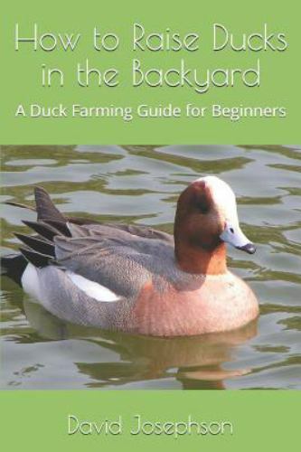 How to Raise Ducks in the Backyard: A Duck Farming Guide for Beginners ...