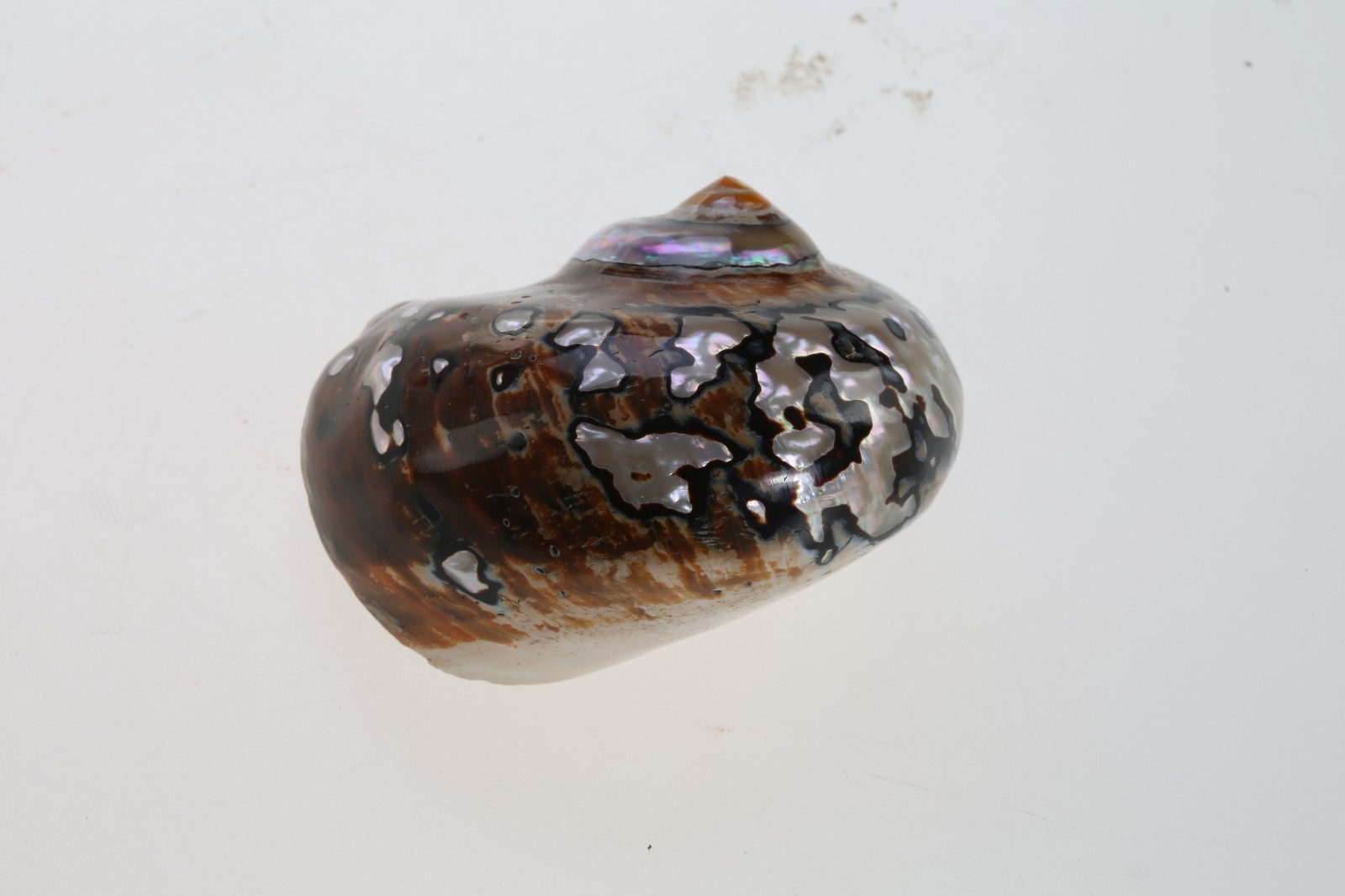 Turbo sarmaticus Shell snail South African Ver.1 Seashell Shellfish ...