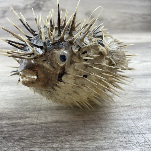 Vintage Puffer Fish Preserved Blowfish Balloonfish Dried | eBay