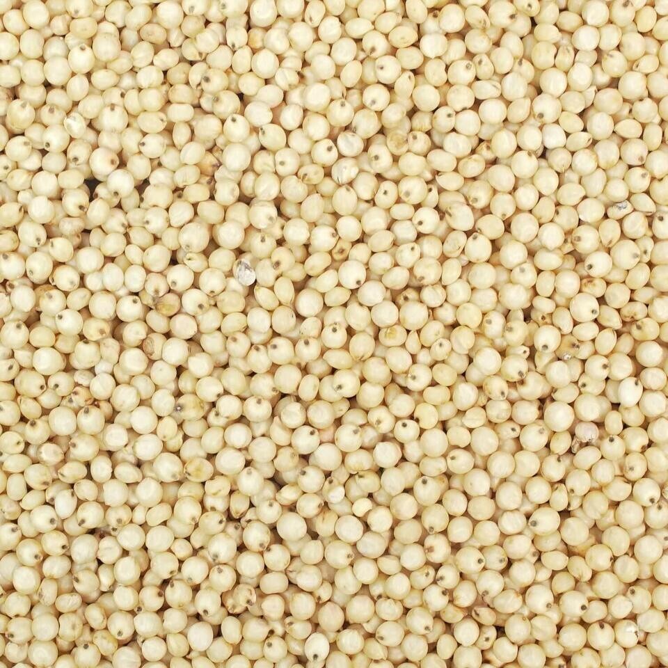 Organic JOWAR JAWAR SORGHUM Whole Grain 50gm-1000gm Free Ship | eBay