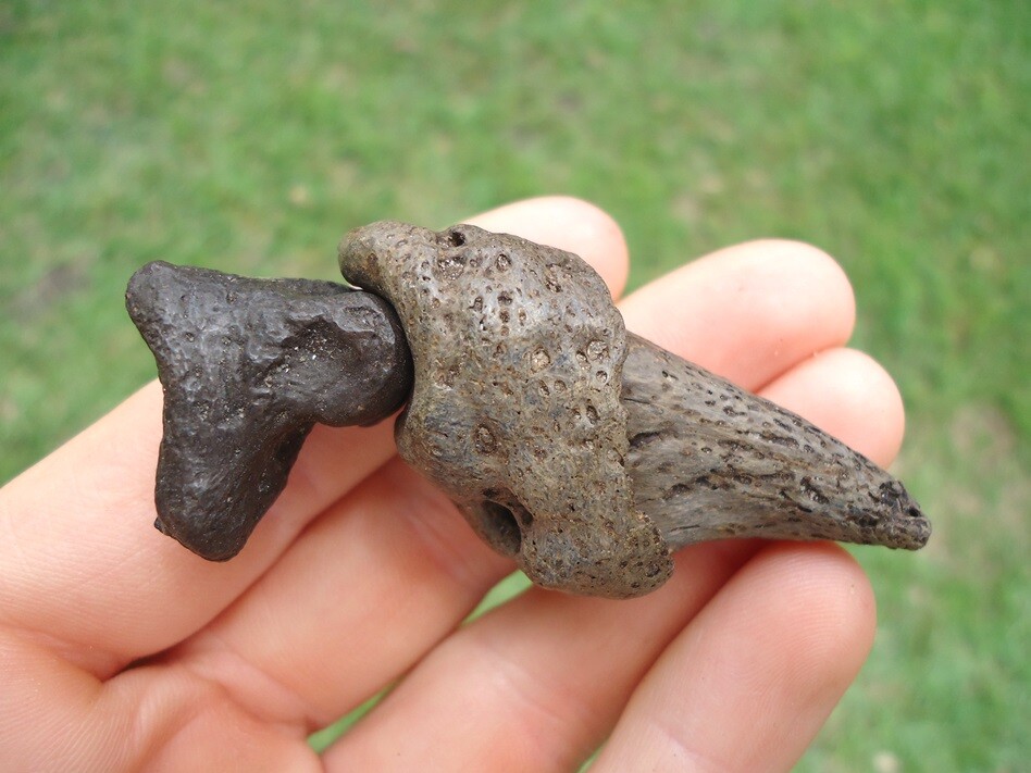 SLOTH CLAW CORE W/ MATCHING TOE BONES FLORIDA FOSSILS EXTINCT ICE AGE ...