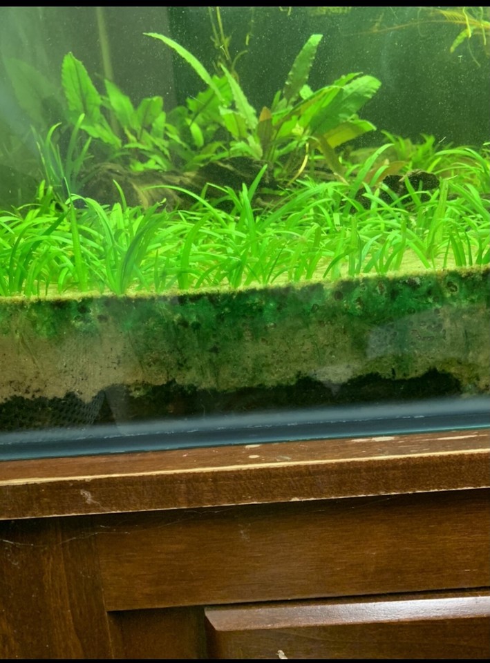 15x Dwarf Sagittaria Subulata Dwarf Sag Live Aquarium Plants Aquatic ...