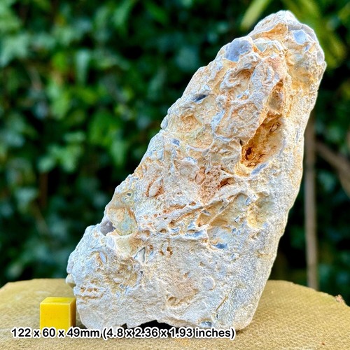 Fossil sponge in flint, grey chalk subgroup, cretaceous, white nothe ...