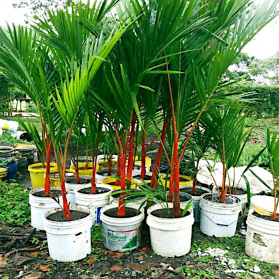 RED SEALING WAX "LIPSTICK PALM" TREE SEEDS (Cyrtostachys renda) House ...