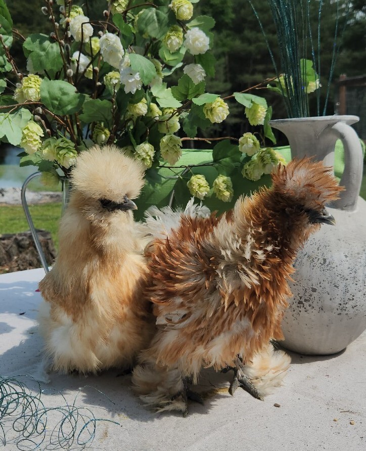 NPIP 12+ Assorted Fertile Silkie Hatching Chicken Ovals - Peony Puff ...