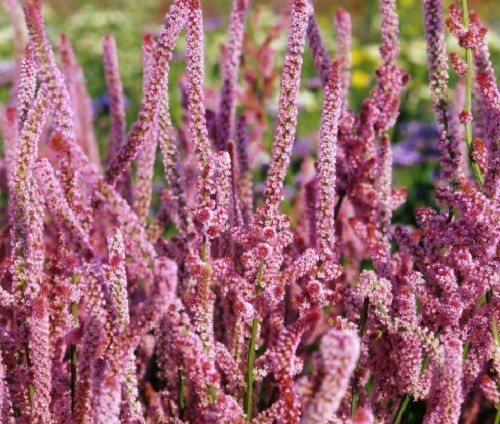 Russian Statice (Limonium suworowii)x 50 seeds. Drought tolerant | eBay