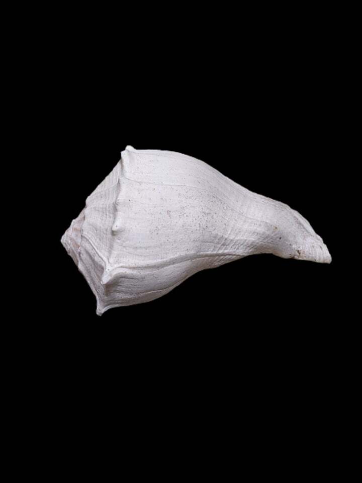 Lightening Whelk Trumpet Seashell Large Conch Huge Shell Large 11" | eBay