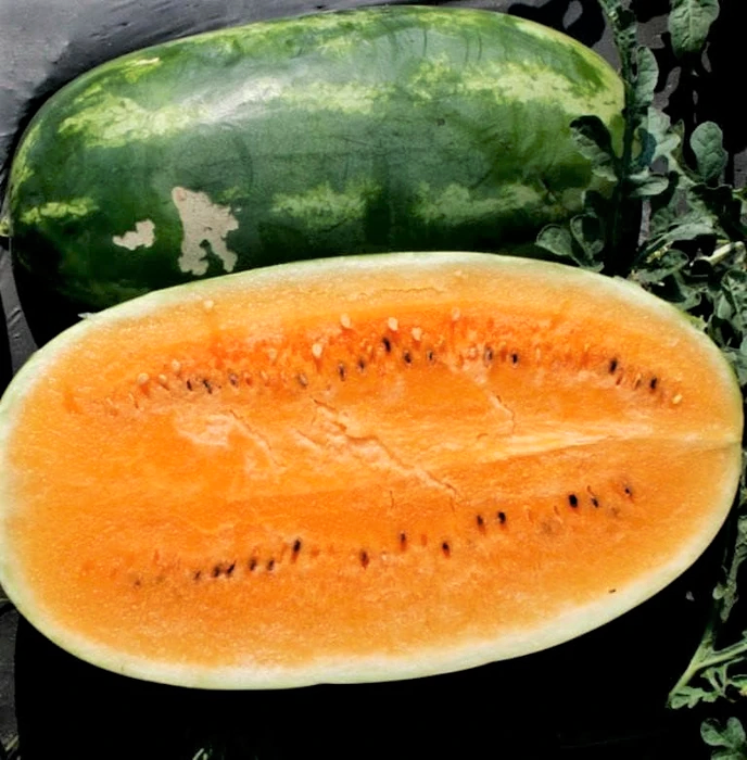 Orange Watermelon Tendersweet Orange Watermelon (Citrullus Lanatus)