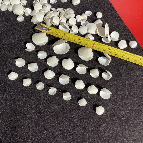 25 Mini White Disc Dosinia Seashells Connected Small Crafting Sea ...