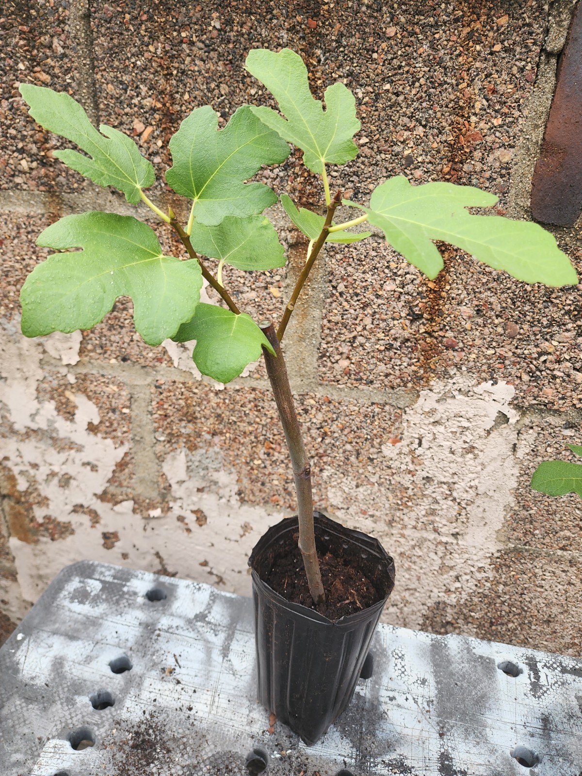 Matured Fig Tree - 1-2 years Old | eBay