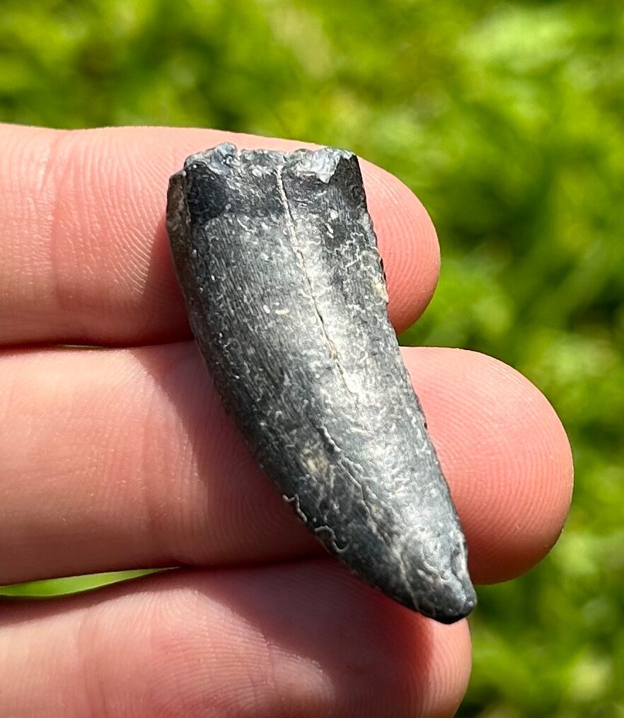 Kryptops Dinosaur Tooth Fossil 1.5" Niger Abelisaur Theropod Cretaceous ...