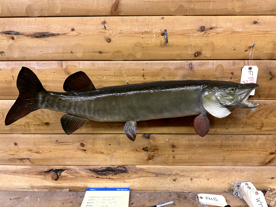 Real Skin Mount Musky Muskey Northern Pike Walleye Bass Fish Taxidermy ...