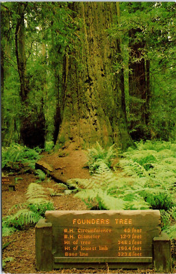 Postcard California Founders Tree Redwood Highway - 364 Foot Monarch | eBay