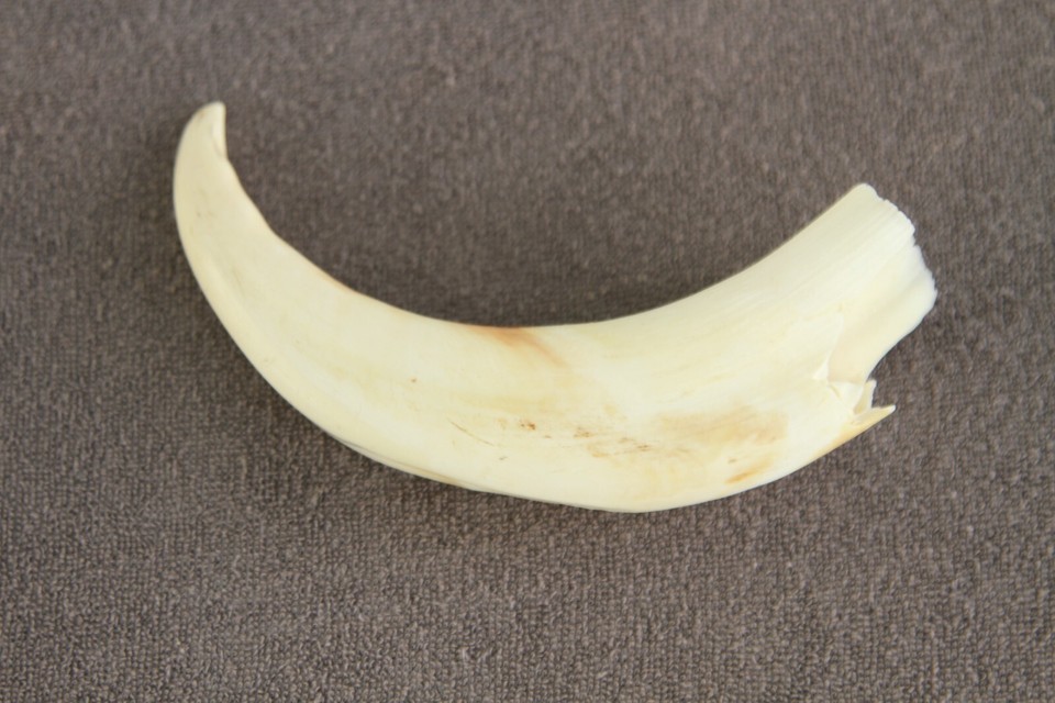 PAIR OF REAL COMMON WARTHOG TUSKS Phacochoerus africanus (tooth ...