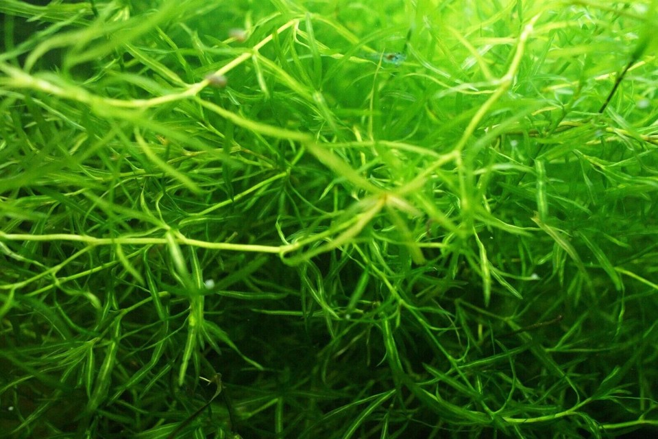 Tiger Endler Fry 7 + Free 30” guppy grass | eBay