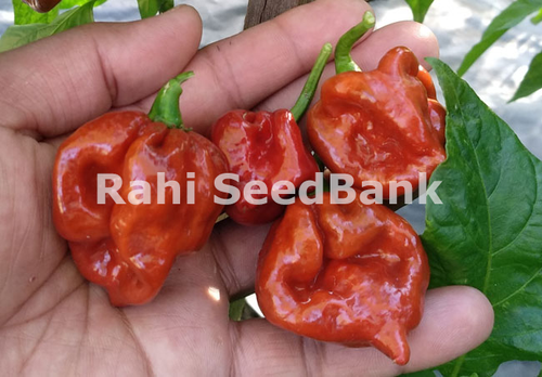 Chilli 7 Pod Burgundy Chilli Pepper - The Most Sweetest Super Hot 7 Pot ...