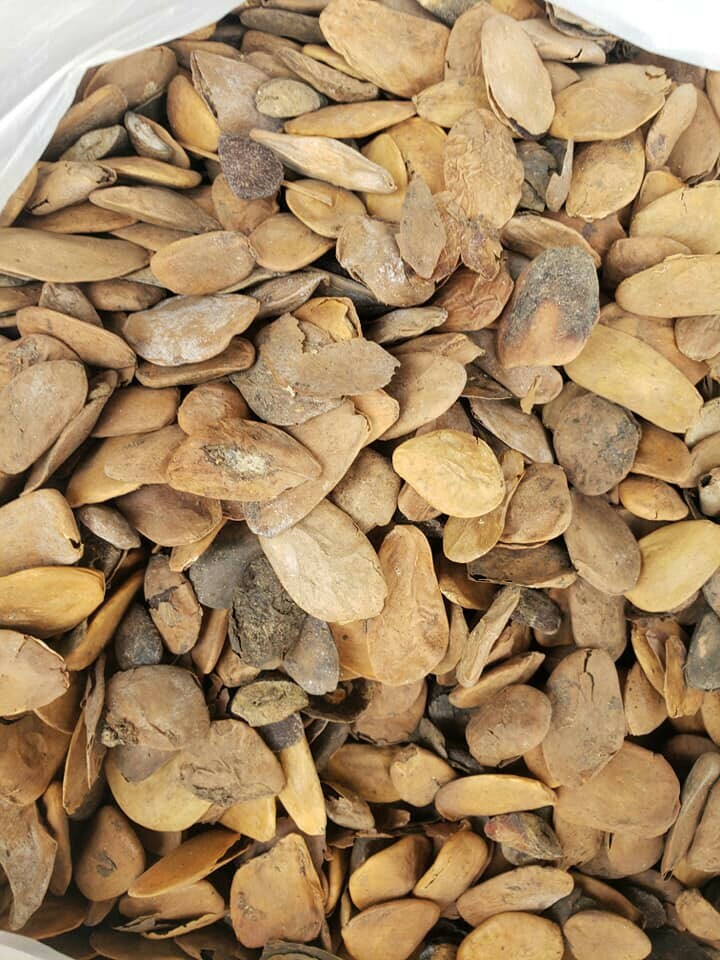 80g Hunteria Umbellata ABERE SEEDS Natural Abeere 100% Natural FREE UK ...