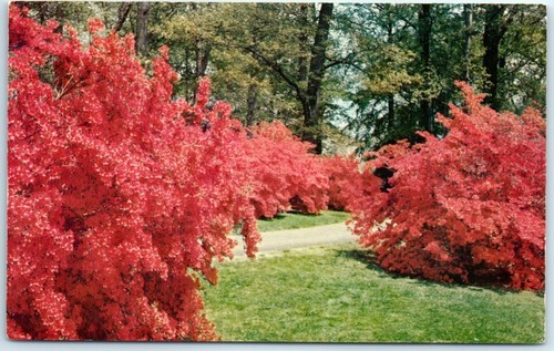 Kurume Azalea Firefly on Oak Hill - Winterthur Gardens - Winterthur ...