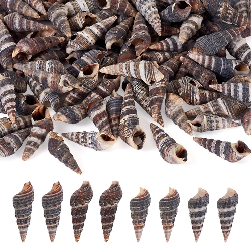 Natural Sea Shells 100Pcs Spiral Conch Shell Tiny Ocean Beach Seashells ...
