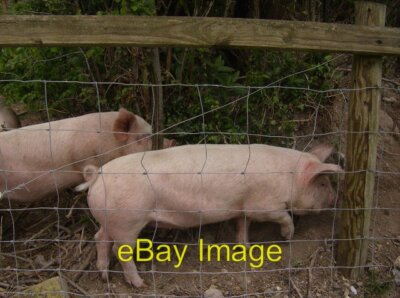 Photo 6x4 Happy pigs Long Bredy These pigs were being allowed to forage ...