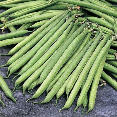 Dwarf French Bean Opera Vegetable Seeds | eBay