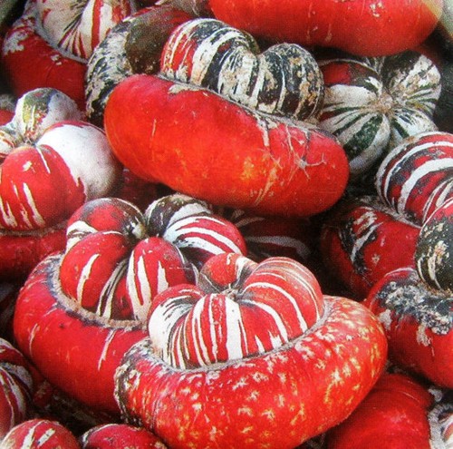 Pumpkin TURKS TURBAN- Pumpkin Seeds-GREAT FOR MARKETS/DISPLAYS-Min 6 ...