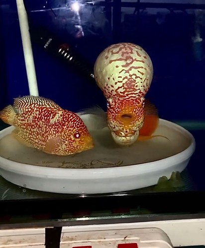 ON SALE🔴 Flowerhorn Live Fish Kamfa F2 - Male Or Female 🔴Pack Of 2🔴 | eBay