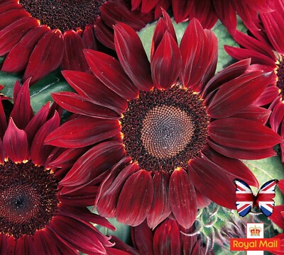 SUNFLOWER 30 SEEDS ROUGE ROYALE RED Sunflowers | eBay UK
