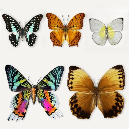 5 Real Butterfly Specimen Insects Taxidermy Art Collection Entomology ...