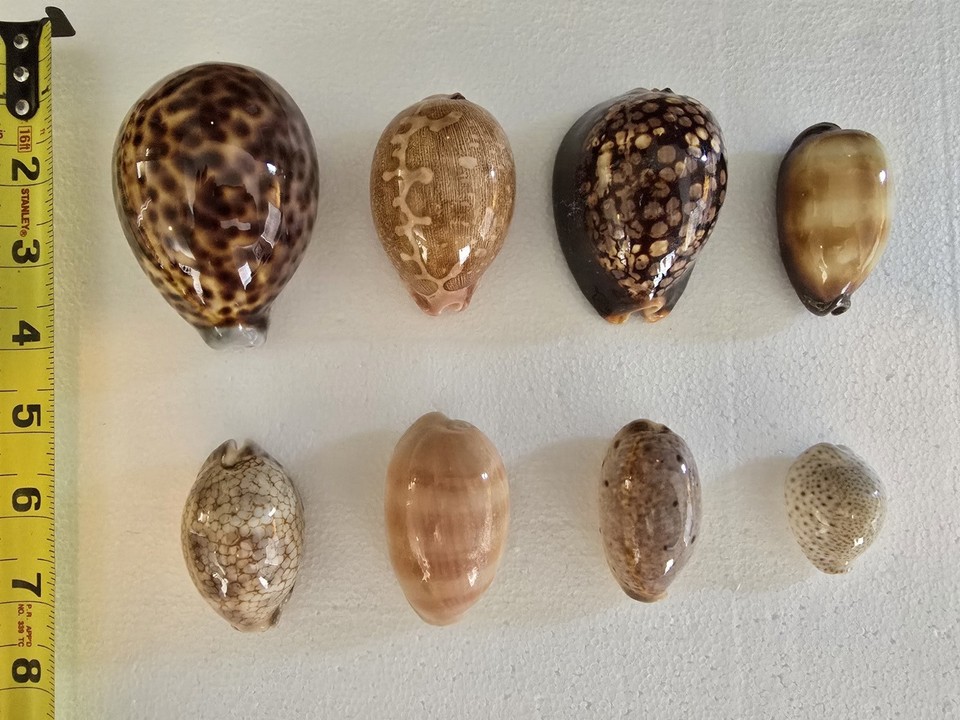 HALF PRICE !! ALL 5 OF OUR SEASHELL SETS LISTED ON EBAY - 90 DIFFERENT ...