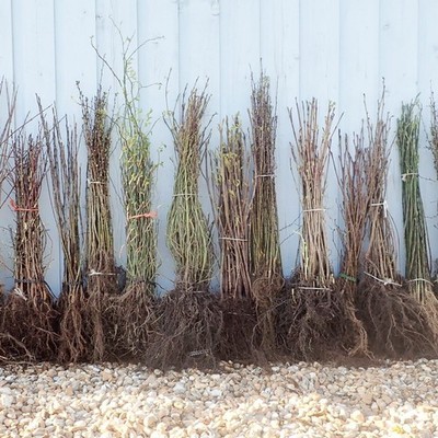 Hornbeam hedge bare root size 60-90 cm x 25 | eBay UK