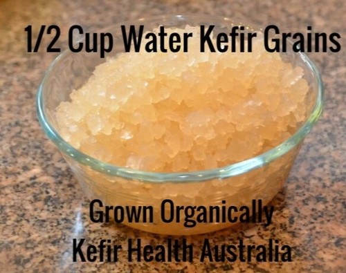 SPECIAL. 1/2 Cup Water Kefir Grains, Cup, Free or express post | eBay ...