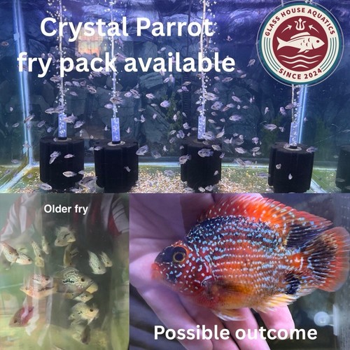 High Quality Crystal Parrot Fry Packs of 6 | eBay