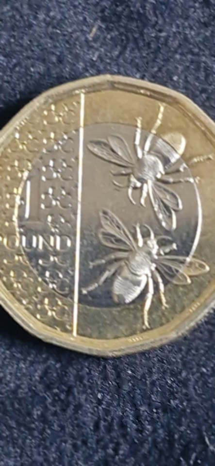 VERY RARE KING CHARLES THIRD BEES 2023 £1 POUND COIN | eBay UK