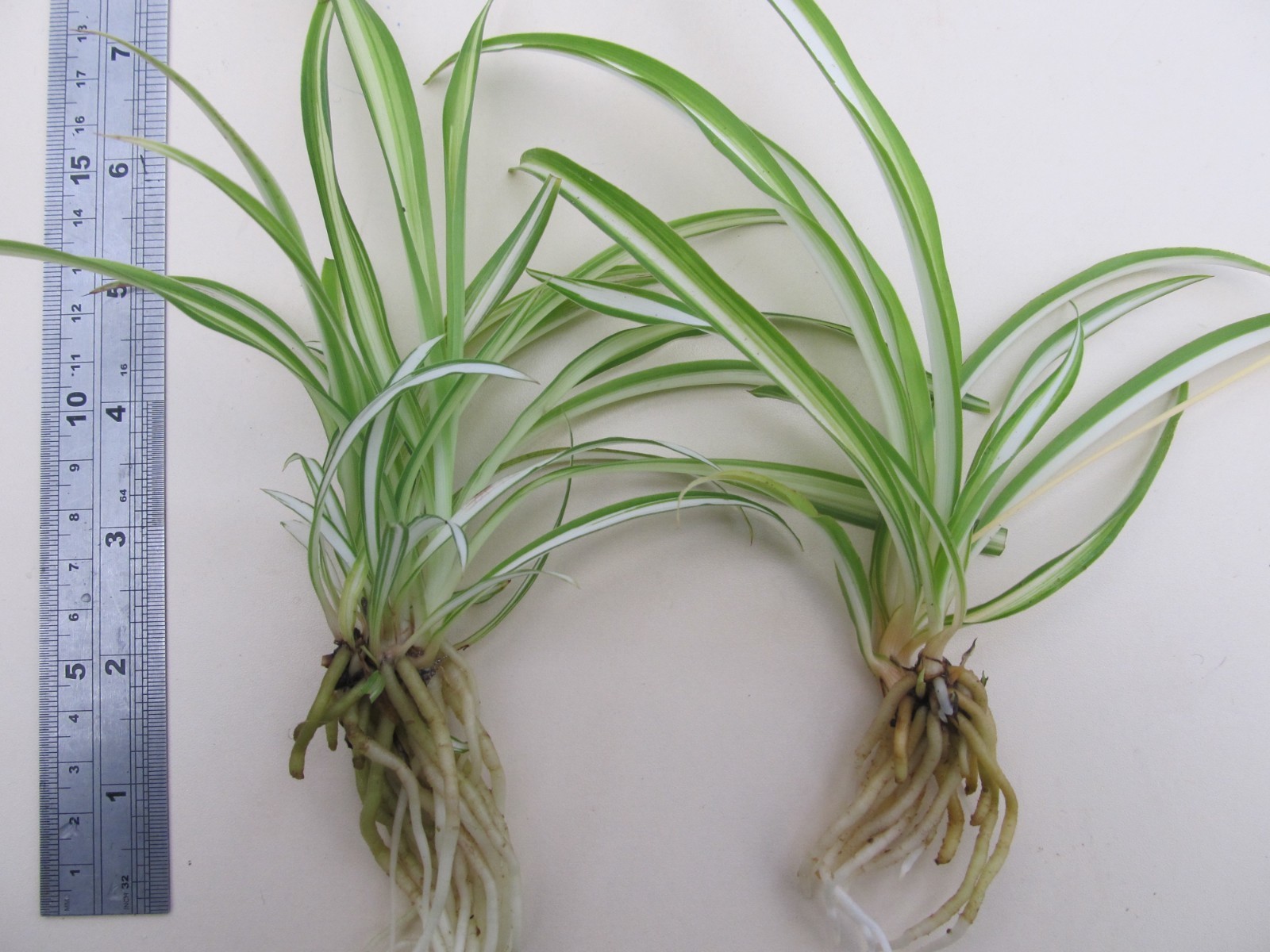 2 x BABY SPIDER PLANTS (Clearance) | eBay UK