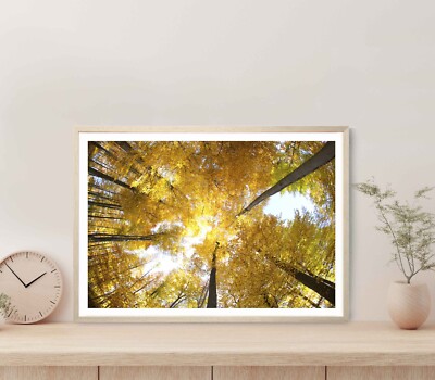 Yellow Beech Forest With Sky View Poster Premium Quality Choose your ...