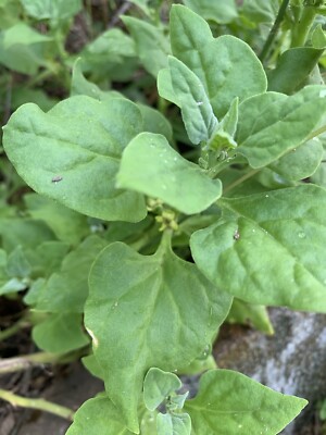 WARRIGAL GREENS SEQld Grown HERITAGE Heirloom New Zealand Spinach ...