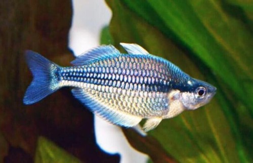 Blue kamaka Melanotaenia Kamaka Rainbowfish Freshwater Aquarium Live ...