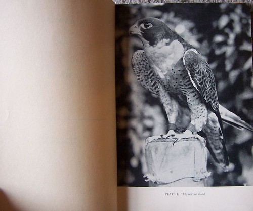 Book Manual Falconry Hawking Falcon Hawks Raptor Hunt Training Field ...