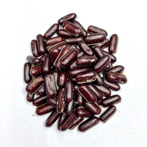 Red Runner Roach (Blatta Lateralis) | Live Feeder Insect Turkestan ...