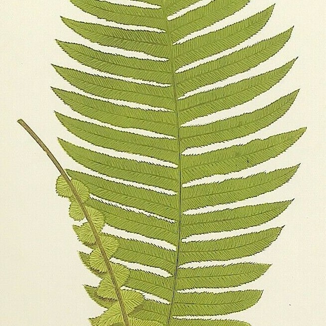 Fern Giant rasp British Ferns 1859 botanical Doodia blechnoides print ...